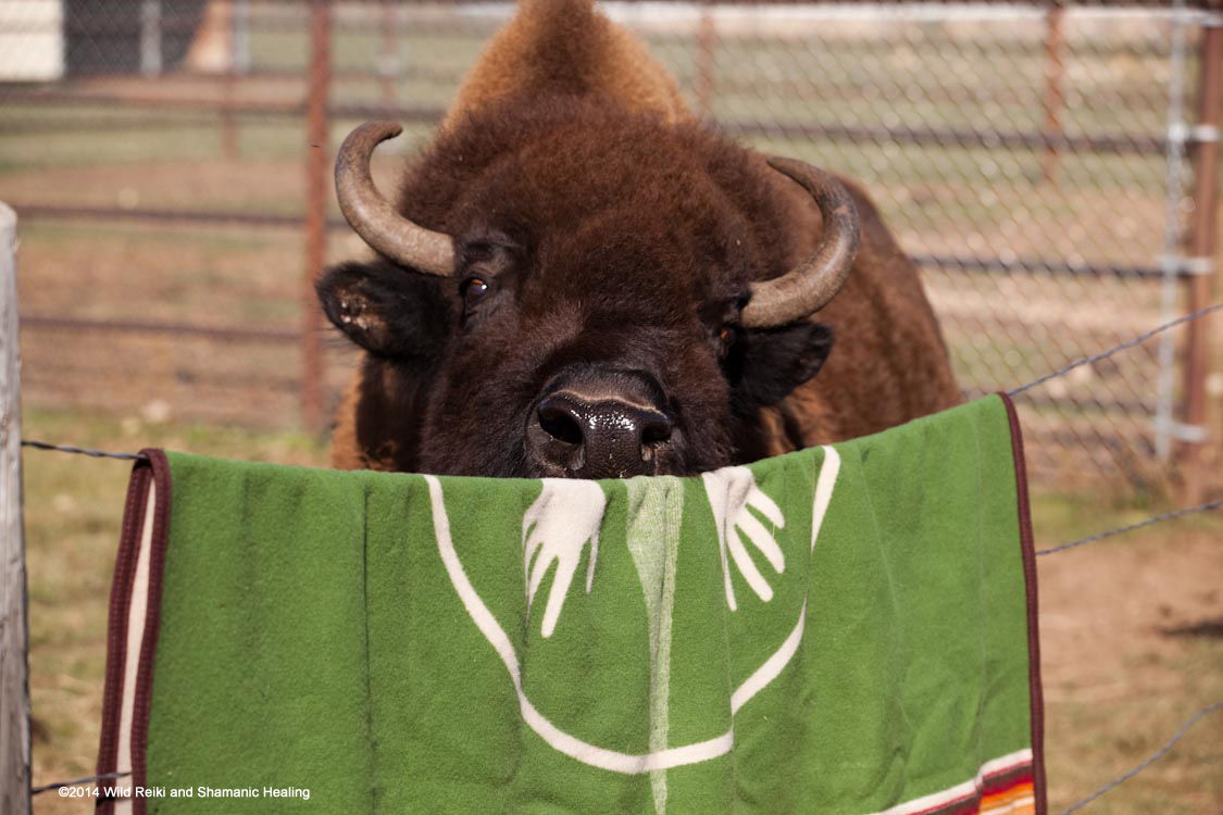 Blanket For The Buffalo Wild Reiki And Shamanic Healing