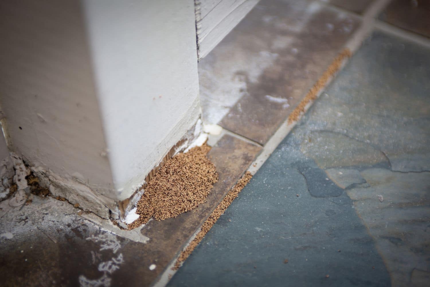 What Do Termite Droppings Look Like Riddabugs