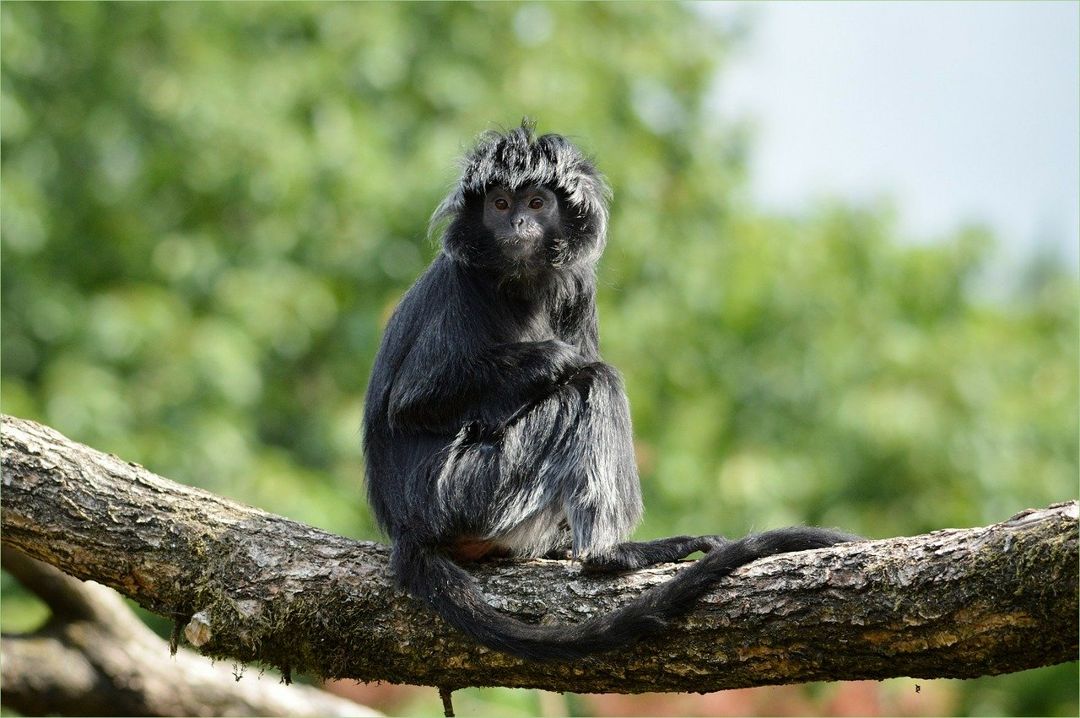 Lutung Taksonomi Morfologi Perilaku Sebaran And Kelangkaan