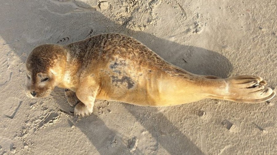 Zieke Zeehond Ameland Stichting Reddingsteam Zeedieren