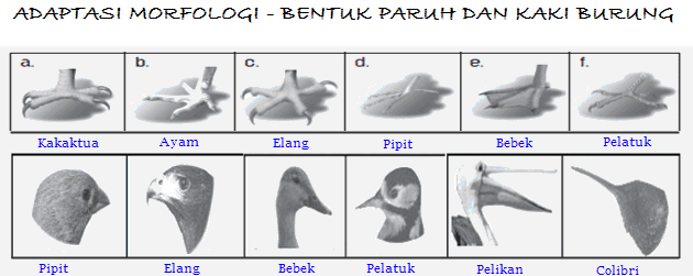 Adaptasi Fisiologi Morfologi Tingkah Laku Dan Contohnya Rumushitungcom