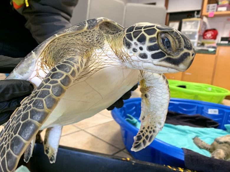 Texas Shelters Rescue Cold Stunned Sea Turtles Over Chilly Weekend