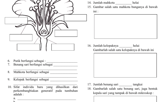 Lks Perkembangbiakan Vegetatif Tumbuhan Worksheet Ramadhan Kareems Riset