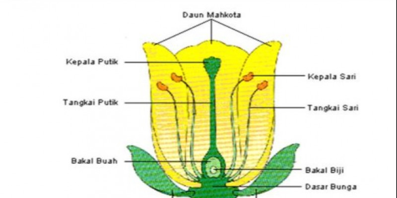 Reproduksi Pada Tumbuhan Ilmu