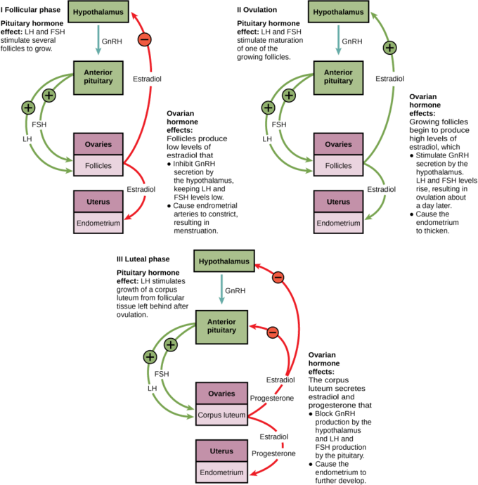 Hormonal Control Of Reproduction Reproductive System Mcat Content