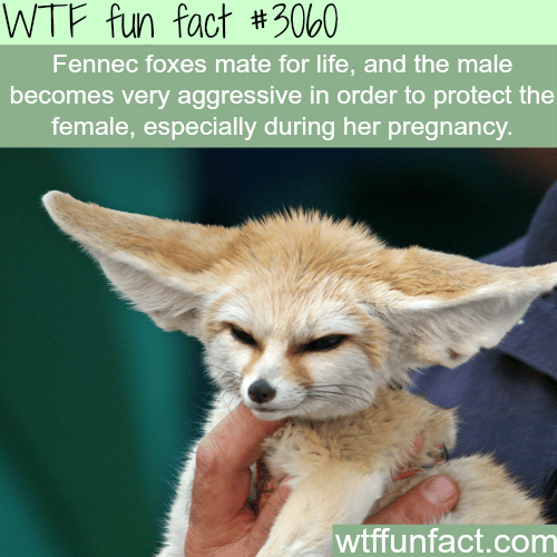 Fennec Foxes Is The Cutest Animal