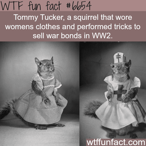Wtf Fun Facts Page 725 Of 1412 Funny Interesting And Weird Facts