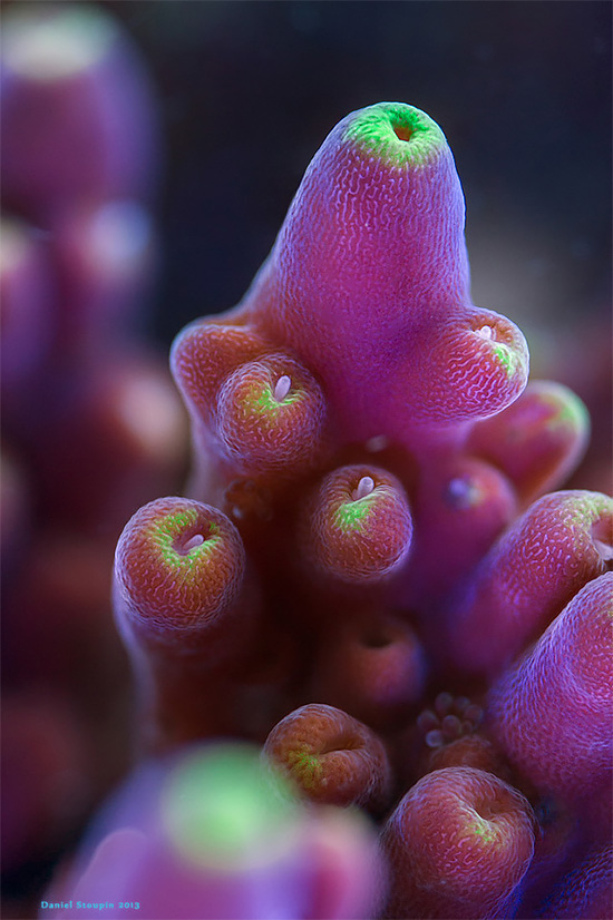 The Exotic Corals And Sponges Photography By Daniel Stoupin 99inspiration