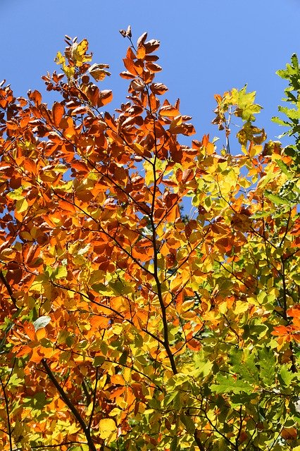 Imagenes De Hojas De Arboles De Colores 7 Arboles Que Cambian El