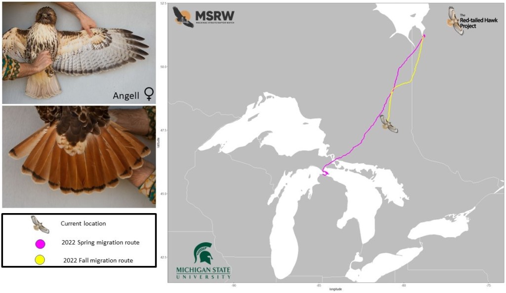 Red Tailed Hawk Fall Migration 2022 The Race To The Straits Mackinac