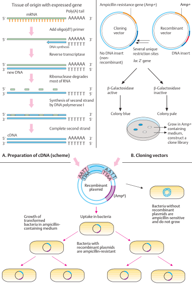 Cdna Cloning Magazine Science