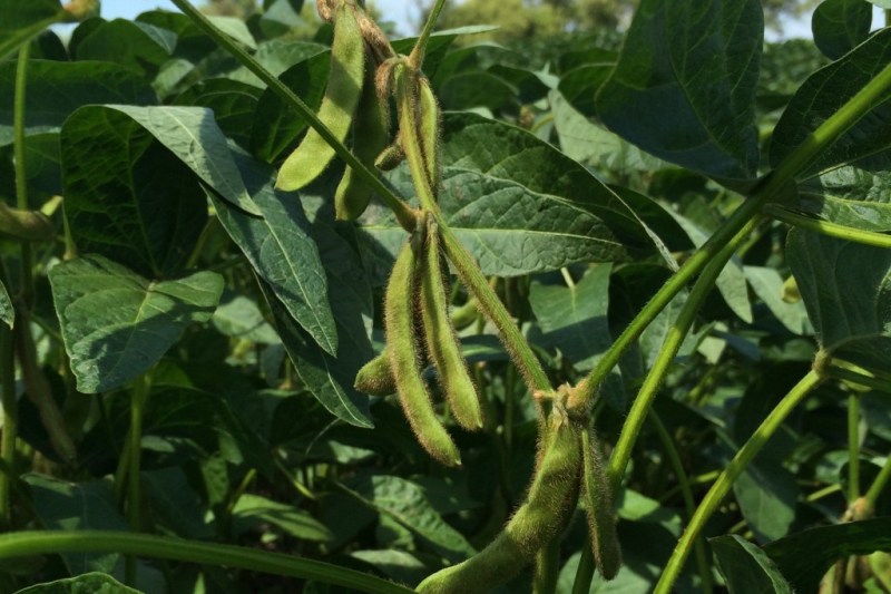 The Bean Report Are You Selecting The Right Soybean Varieties For