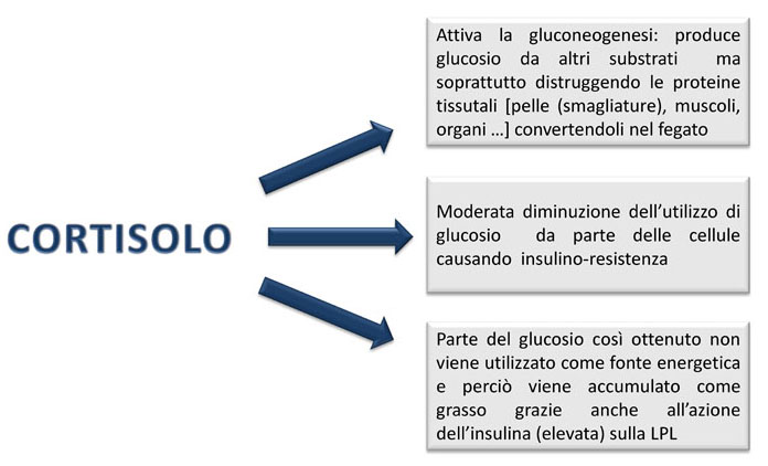 Stress Cortisolo Dr Massimo Spattini