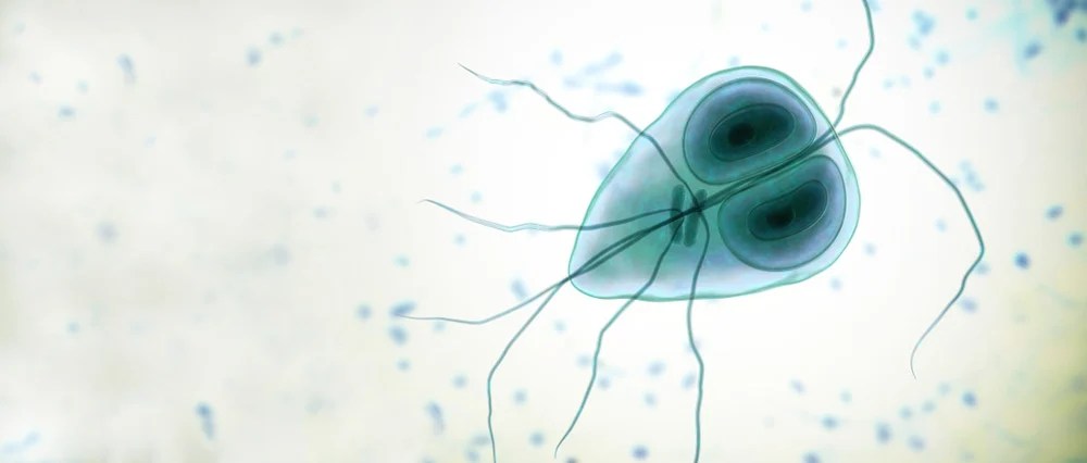 Giardia Lamblia Síntomas Transmisión Y Tratamiento Mdsaúde