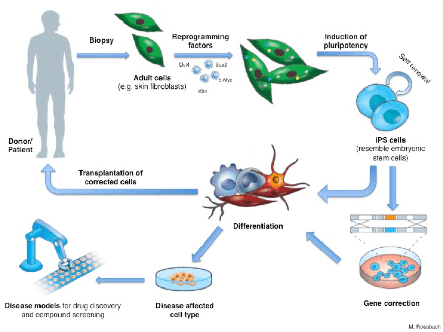 Induced Pluripotent Stem Cell Core Uci Mind