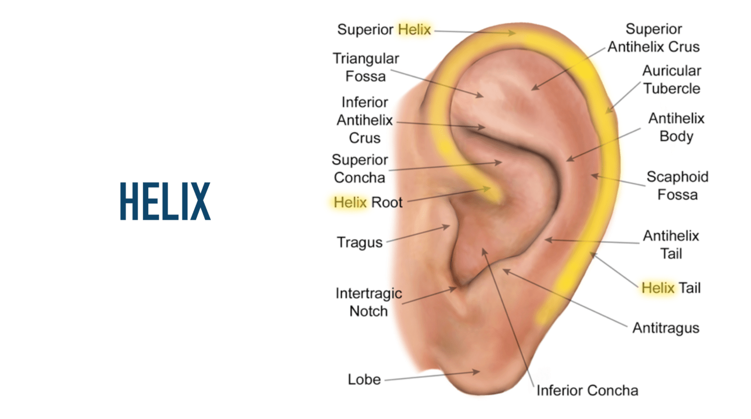 Auricular Anatomy Basics The 7 Major Areas Of The Ear