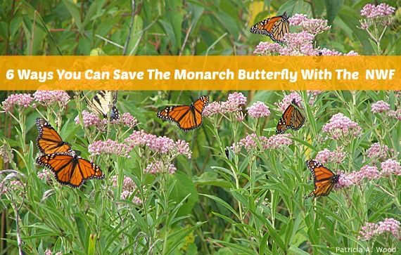 6 Ways To Save Monarch Butterflies With The Nwf Mommy Ramblings