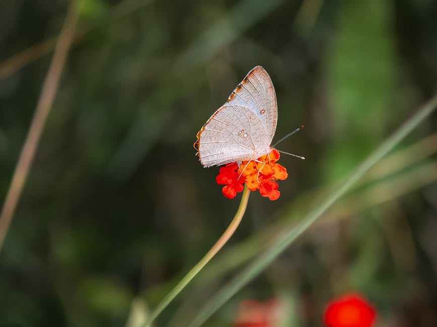 Exploring Ai In Wildlife Conservation Protecting Biodiversity