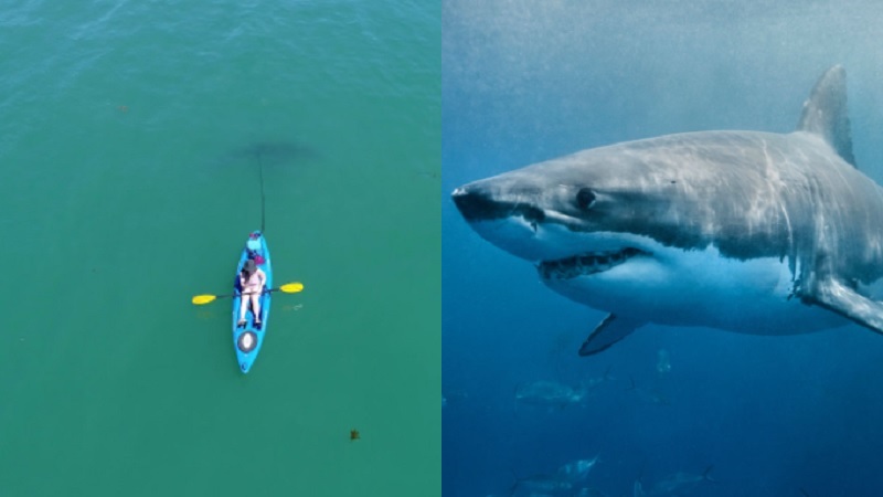 Great White Shark Spotted Swimming Around Kayaker In California Video