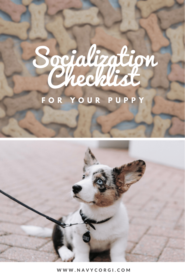 Socializing Your New Puppy Socialization Checklist Navy Corgi