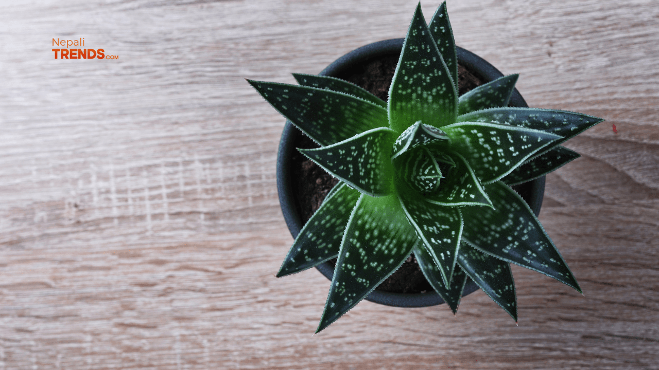 9 Great Low Maintenance Indoor Plants That Anyone Can Grow Easily