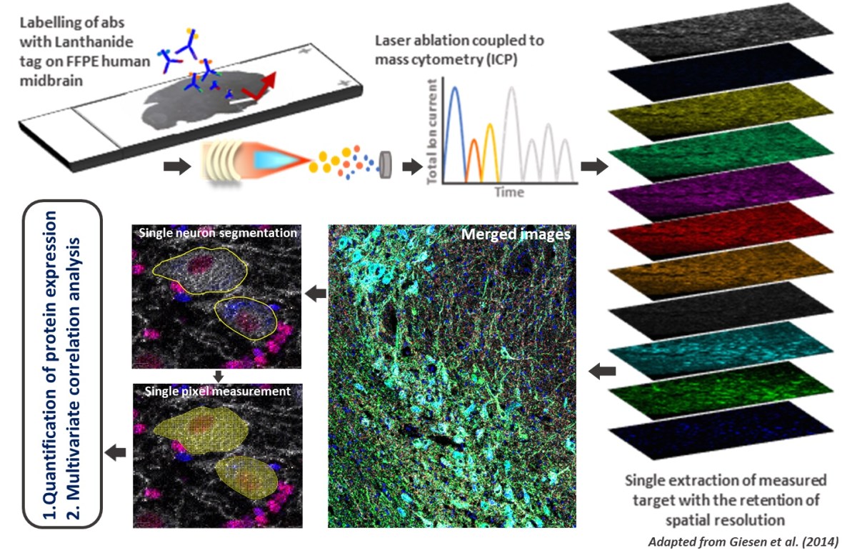 Mitochondrial Dysfunction In Neurons Wellcome Trust Centre For