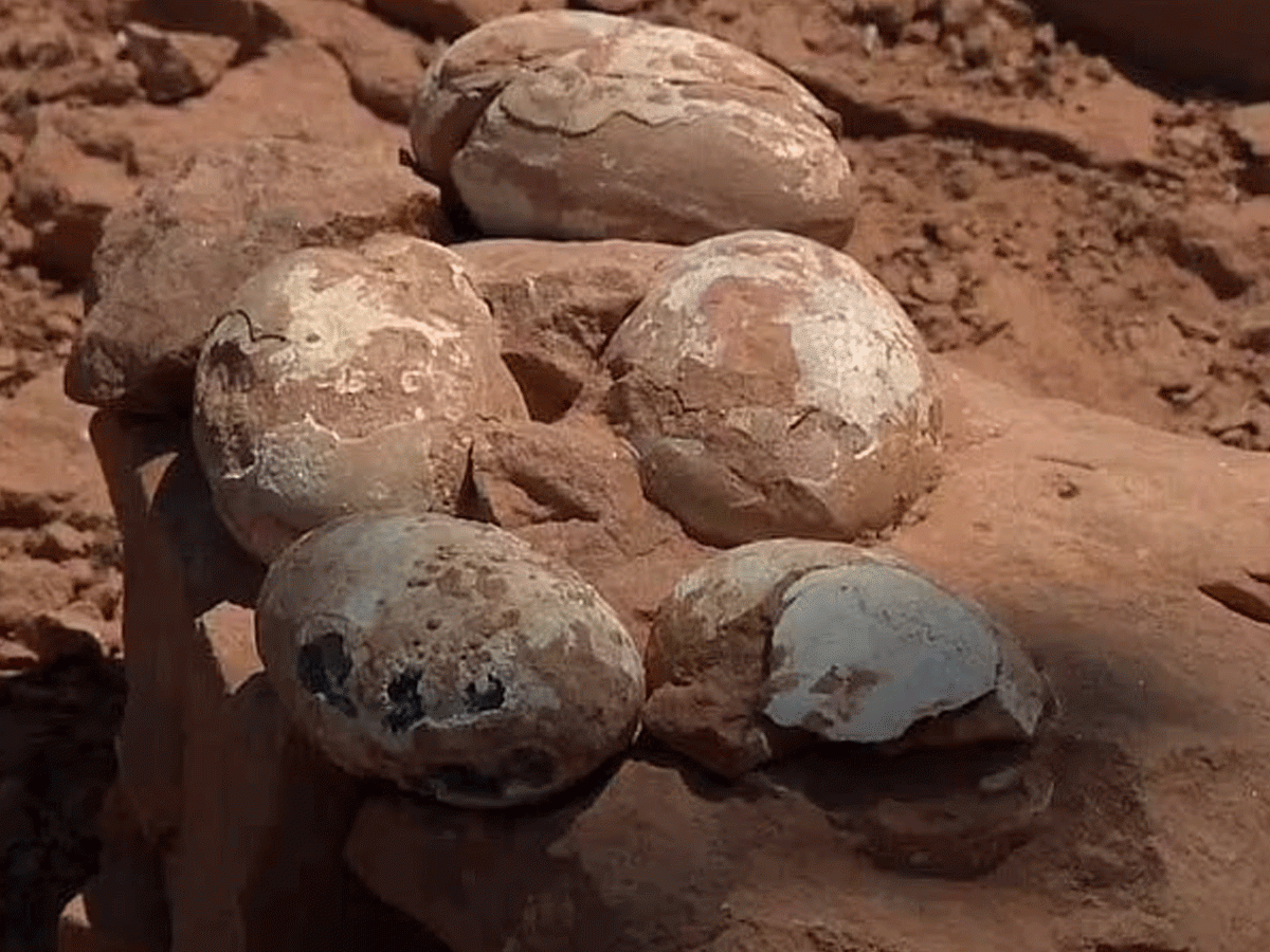 First Time In Fossil History ‘egg In Egg Dinosaur Egg Discovered In