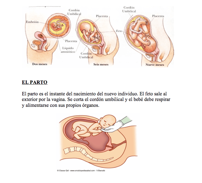 Tema De Ciencias Naturales Adaptado La ReproducciÓn Humana Aula Pt