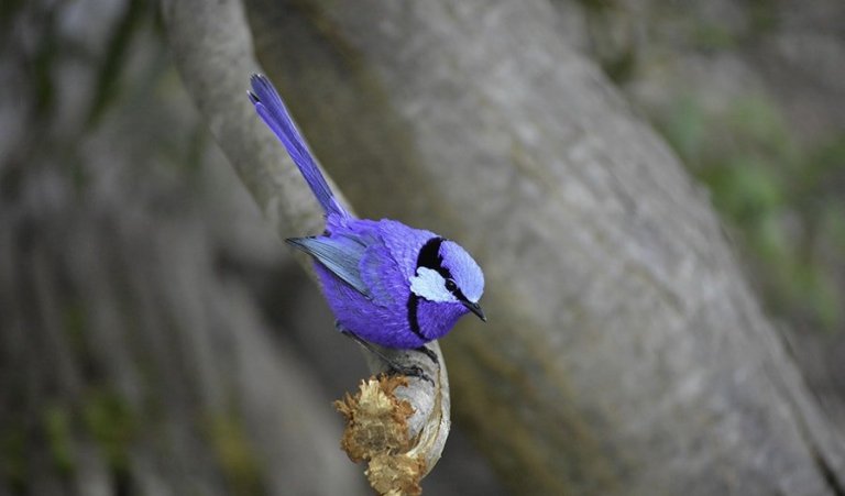 A Guide To Australias Fairy Wrens Australian Geographic