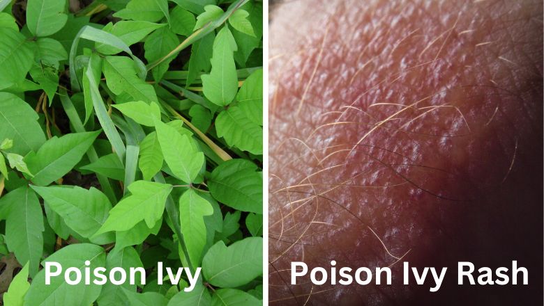 Jewelweed For Poison Ivy A Natural Remedy For Itching And Inflammation