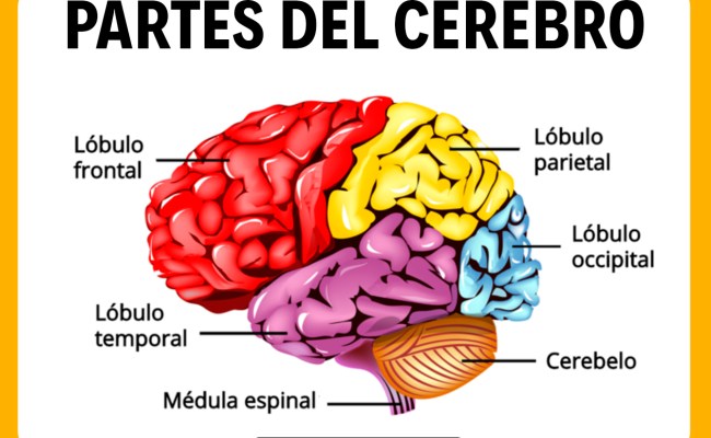 Infografia Cerebro Anatomia Del Cerebro Humano Estructura Del Dinosaurse