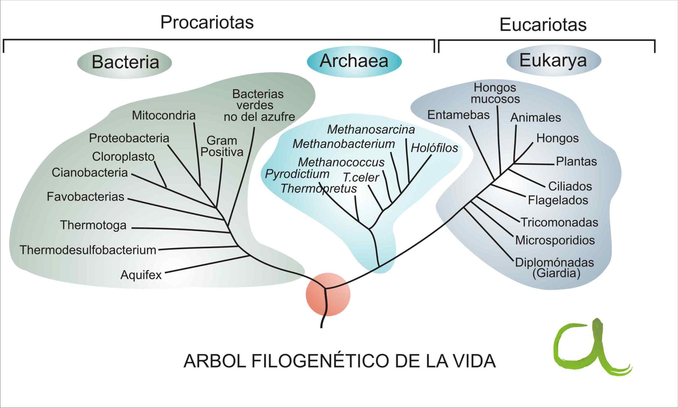 Clasificación De Los Seres Vivos Acerca Ciencia