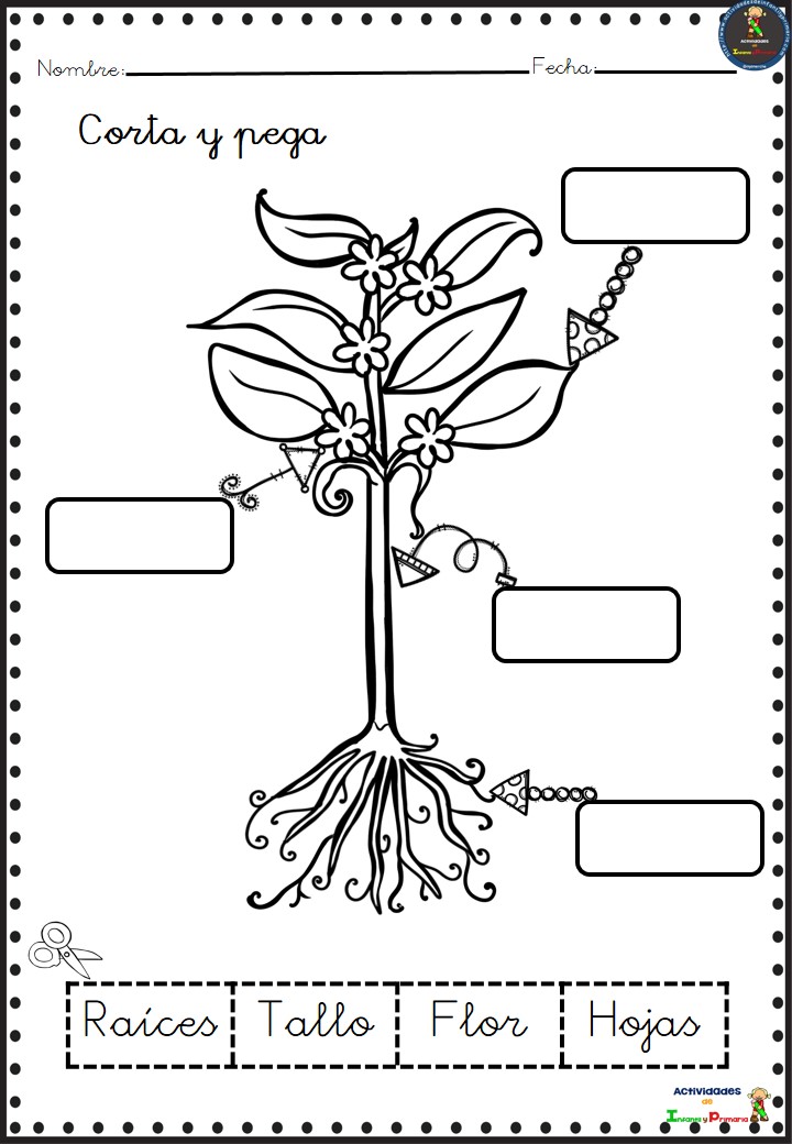 El Ciclo De Vida De Las Plantas 5