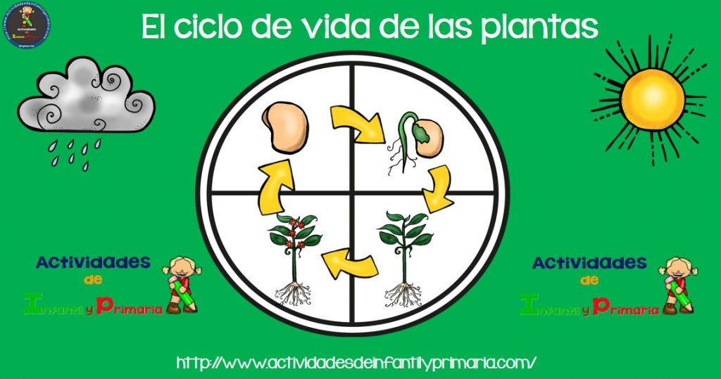 El Ciclo De Vida De Las Plantas