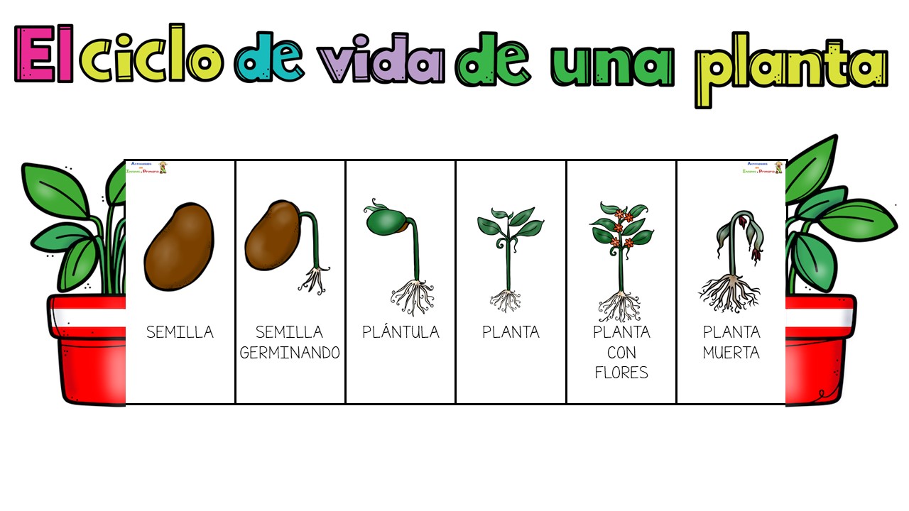 Foldable Ciclo Vital De Las Plantas