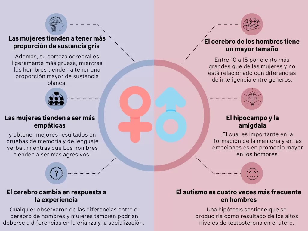 Cerebro Masculino Vs Cerebro Femenino ¿cuál Es La Diferencia