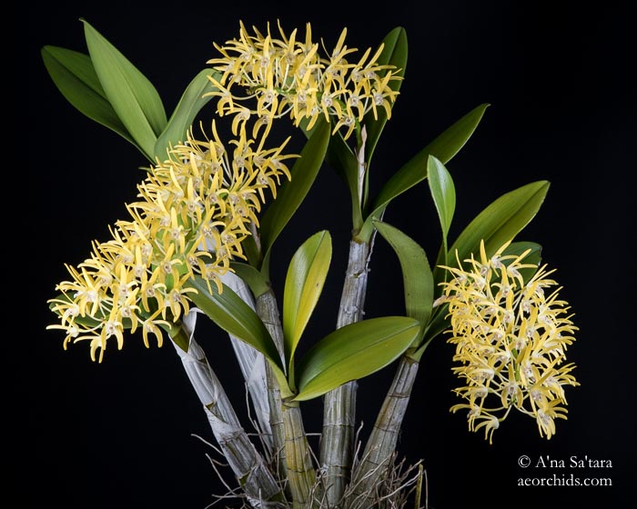 Dendrobium Speciosum ‘aussie Gold