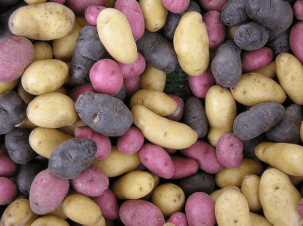 Cómo Cultivar Patatas Papas En El Huerto O Casa Guía Completa