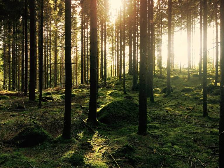 Ecosia Tu Nuevo Buscador On Line Que Planta árboles Eco Friendly