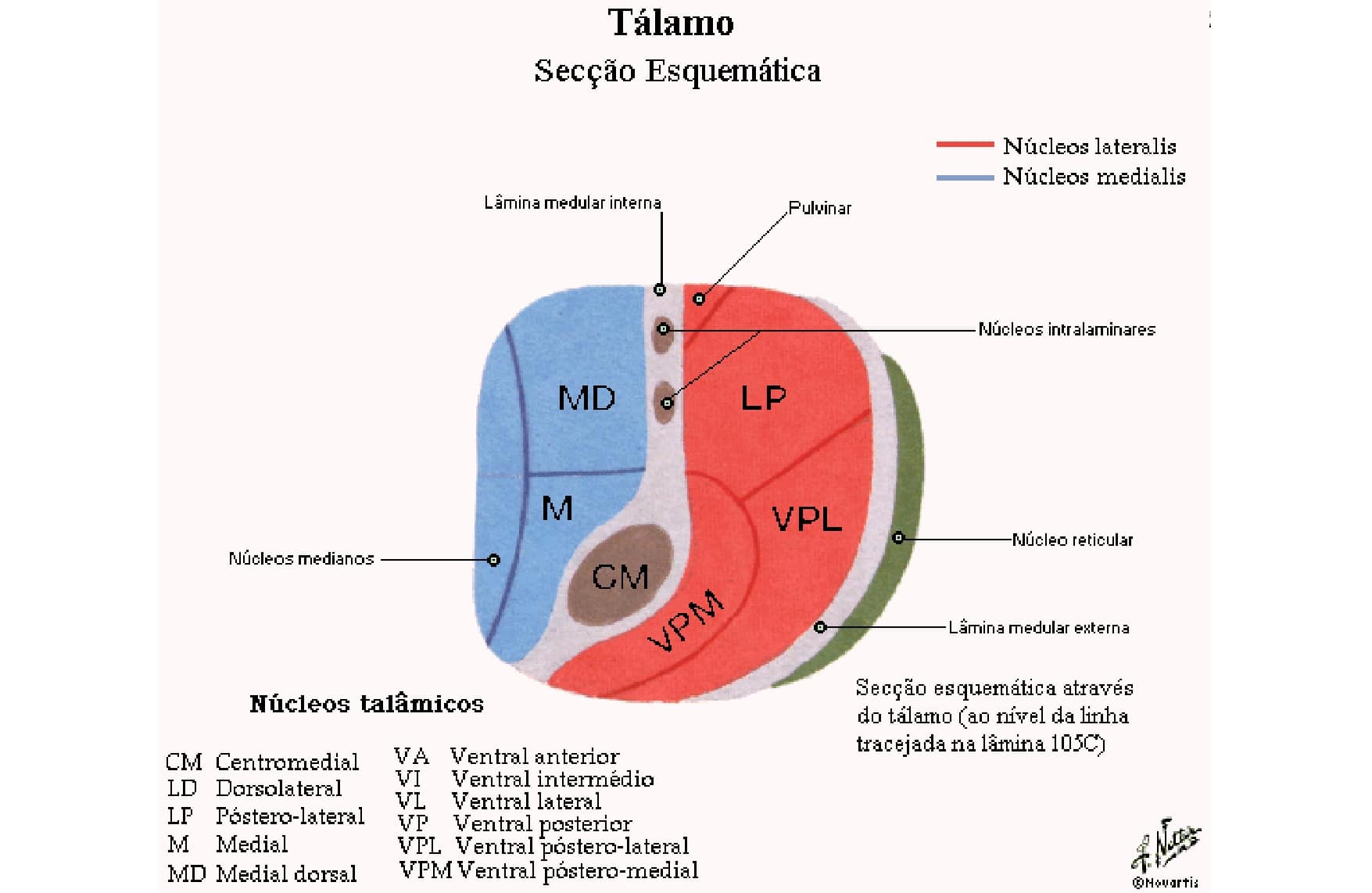 Diencéfalo Anatomia Papel E Caneta