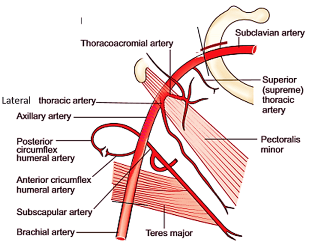 Axilla Anatomy Qa