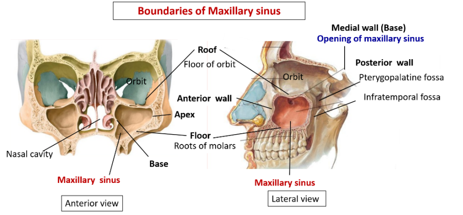 Medial Wall Of Maxillary Sinus