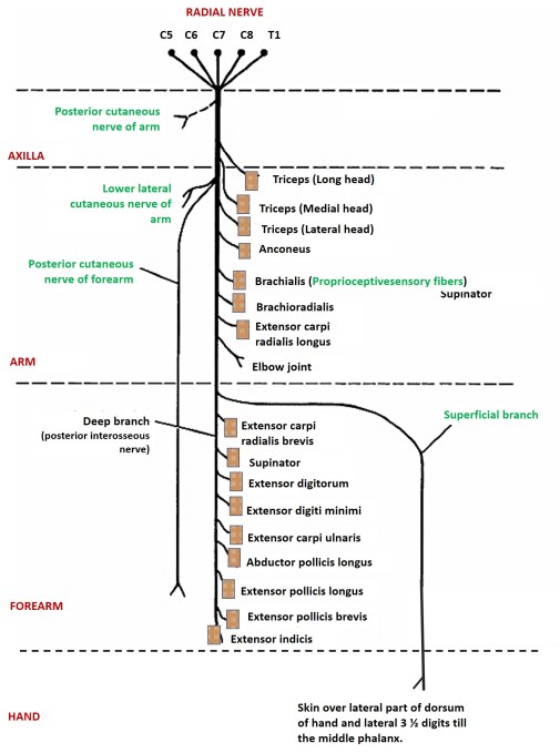 Radial Nerve Origin Root Value Course Branches And Structures