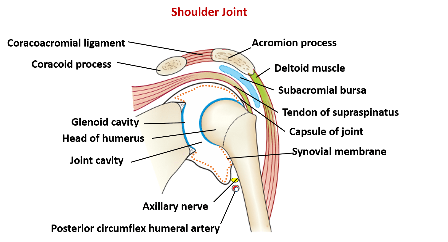 Shoulder Joint Type Ligaments Movements And Applied