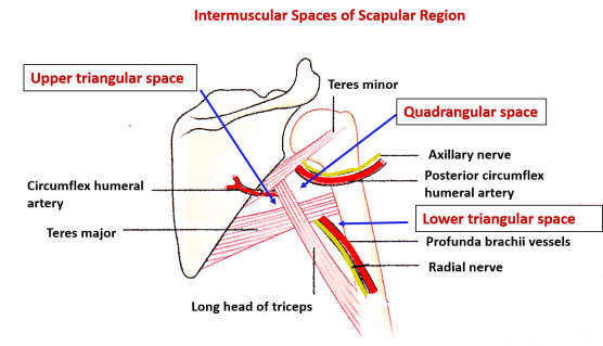 Triangular Space