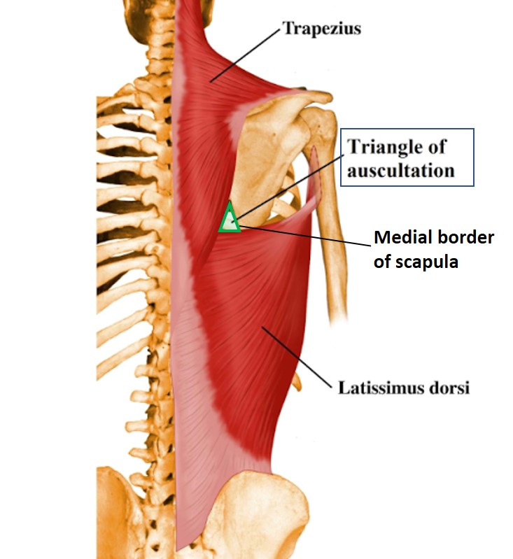 Muscles Of Scapular Region