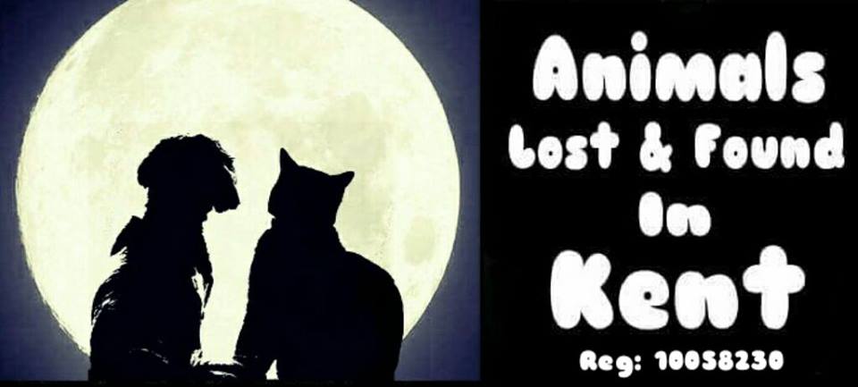 Lost Your Cat Animals Lost And Found In Kent