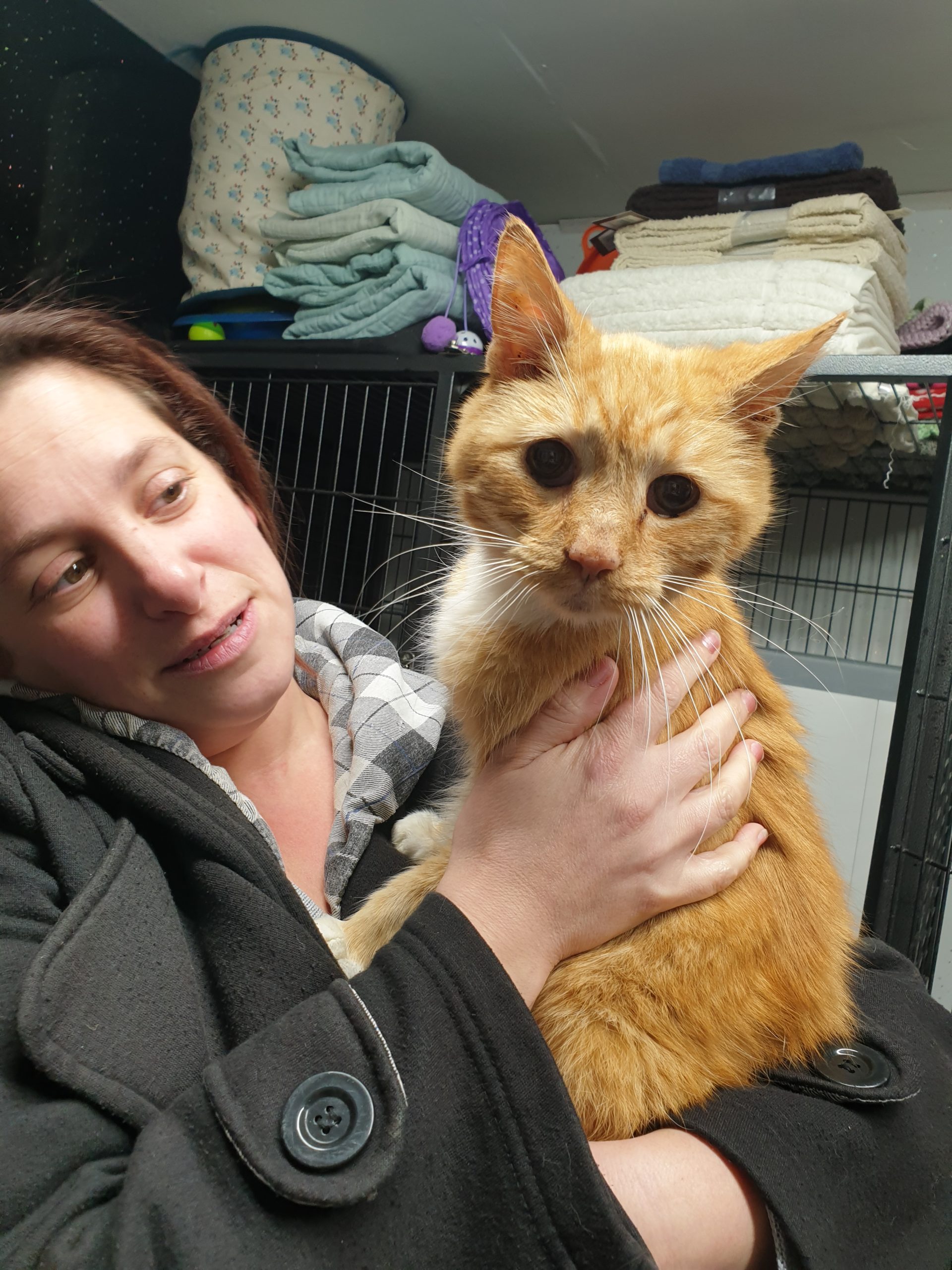 15 Year Old Cat Found Over 12 Miles From Home Missing For 2 Months