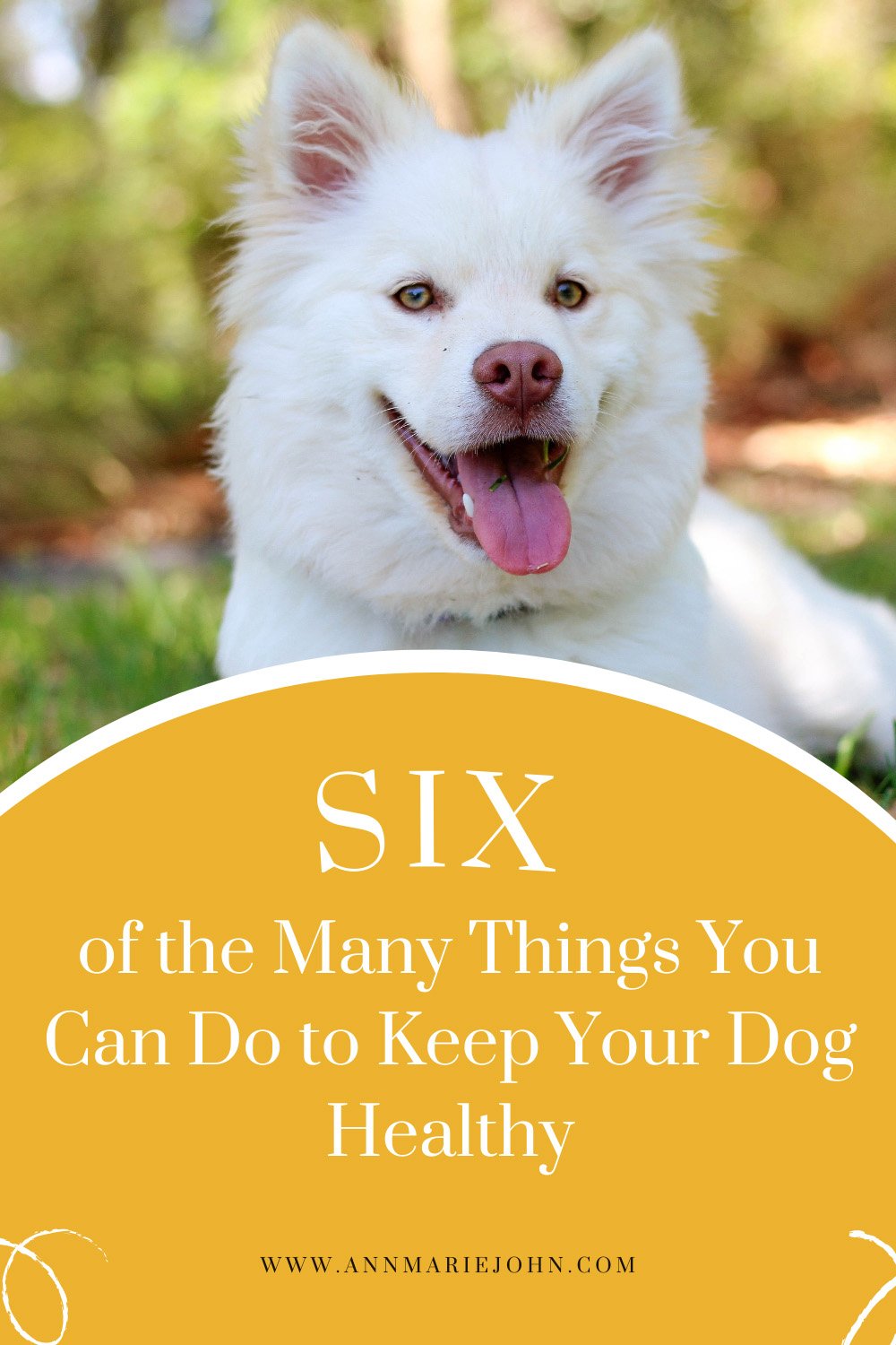 6 Of The Many Things You Can Do To Keep Your Dog Healthy Annmarie John