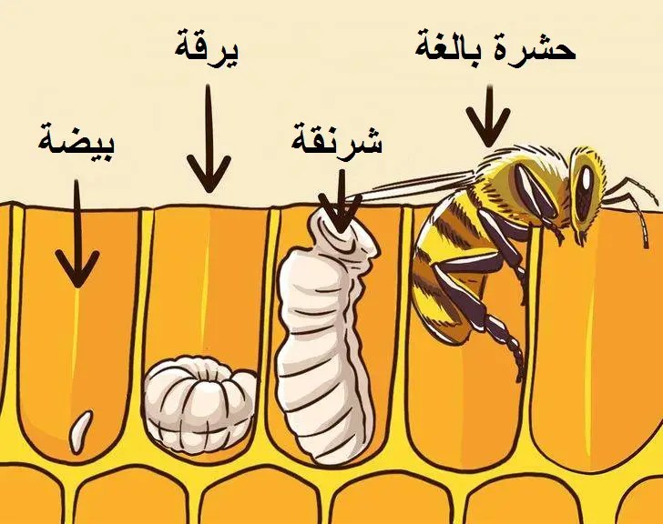 حقائق مذهلة عن عالم النحل وطريقتهم في الحياة والتي ستلهمك في أوقات